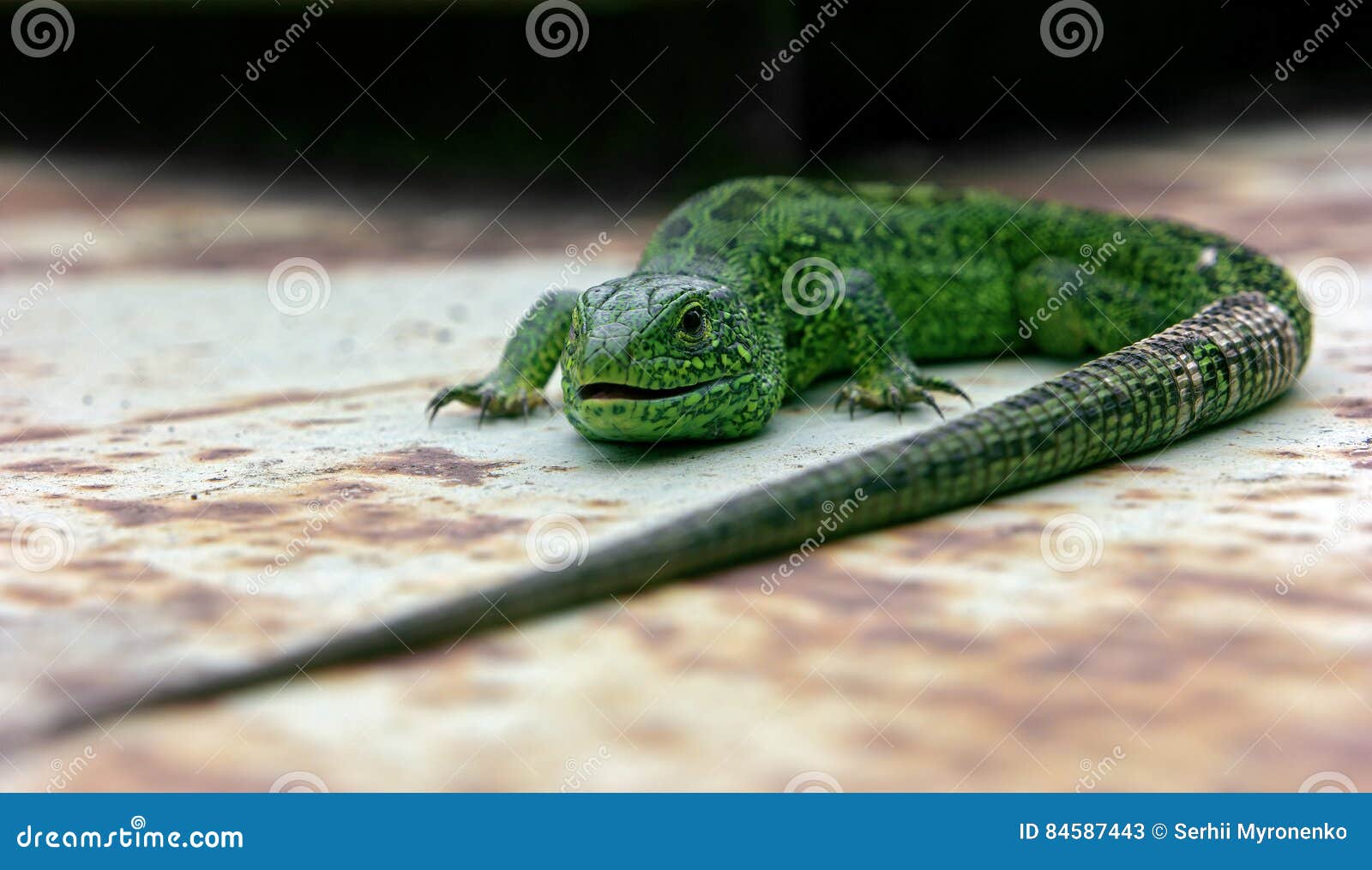 Green Lizard Laying at Iron Stock Image - Image of danger, lacerta ...