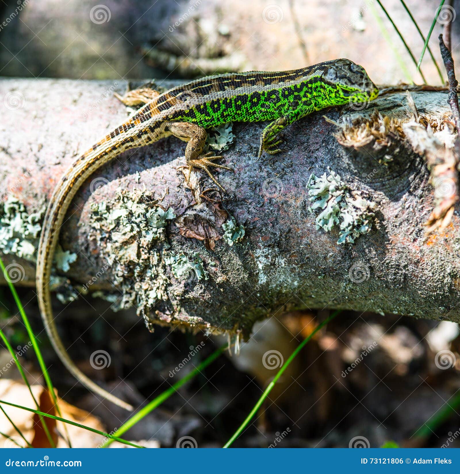 Green Lizard on a Log Square Formate Stock Photo - Image of countryside ...