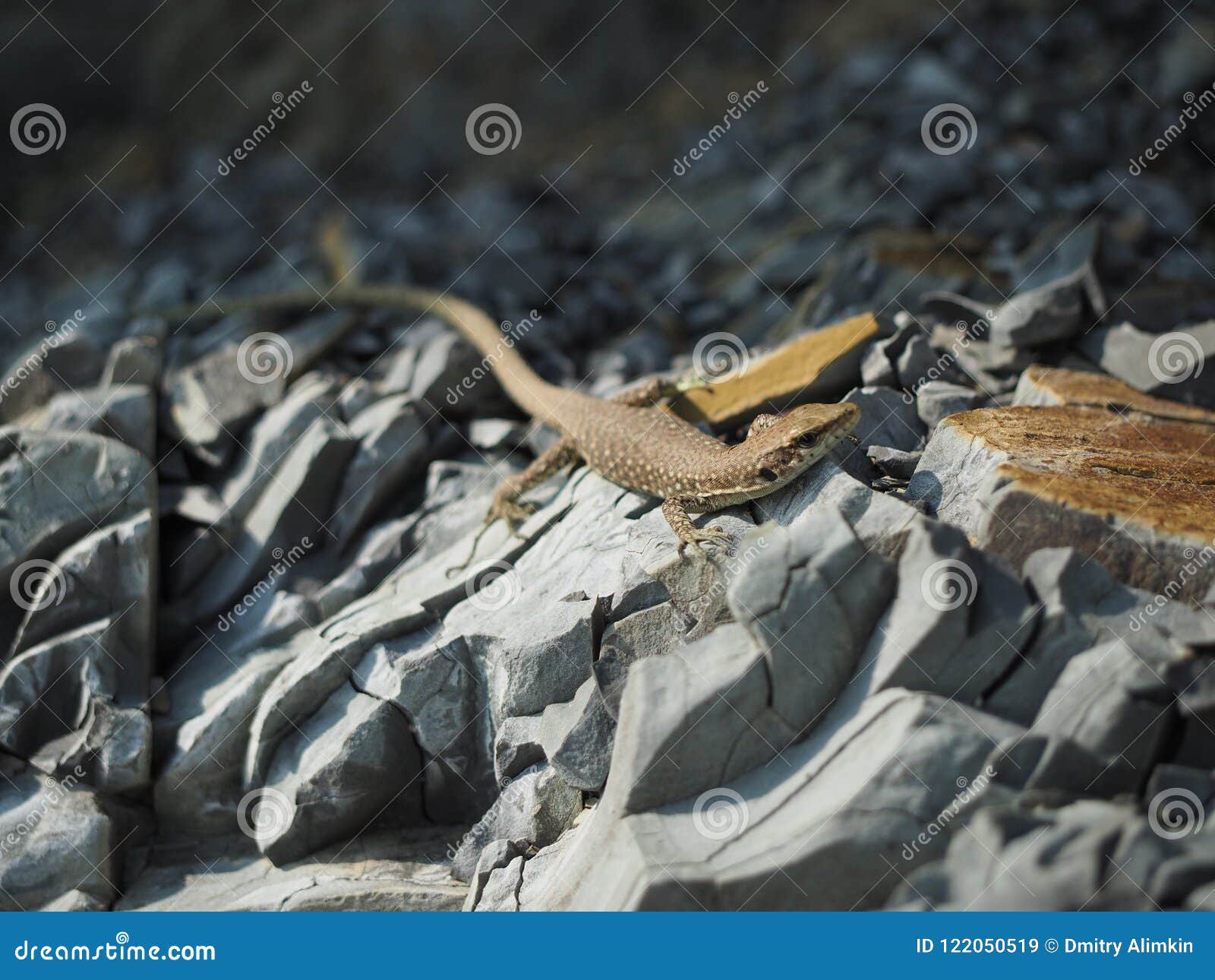 Cold-blooded Like Sunbathing Too Stock Image - Image of small, basking ...