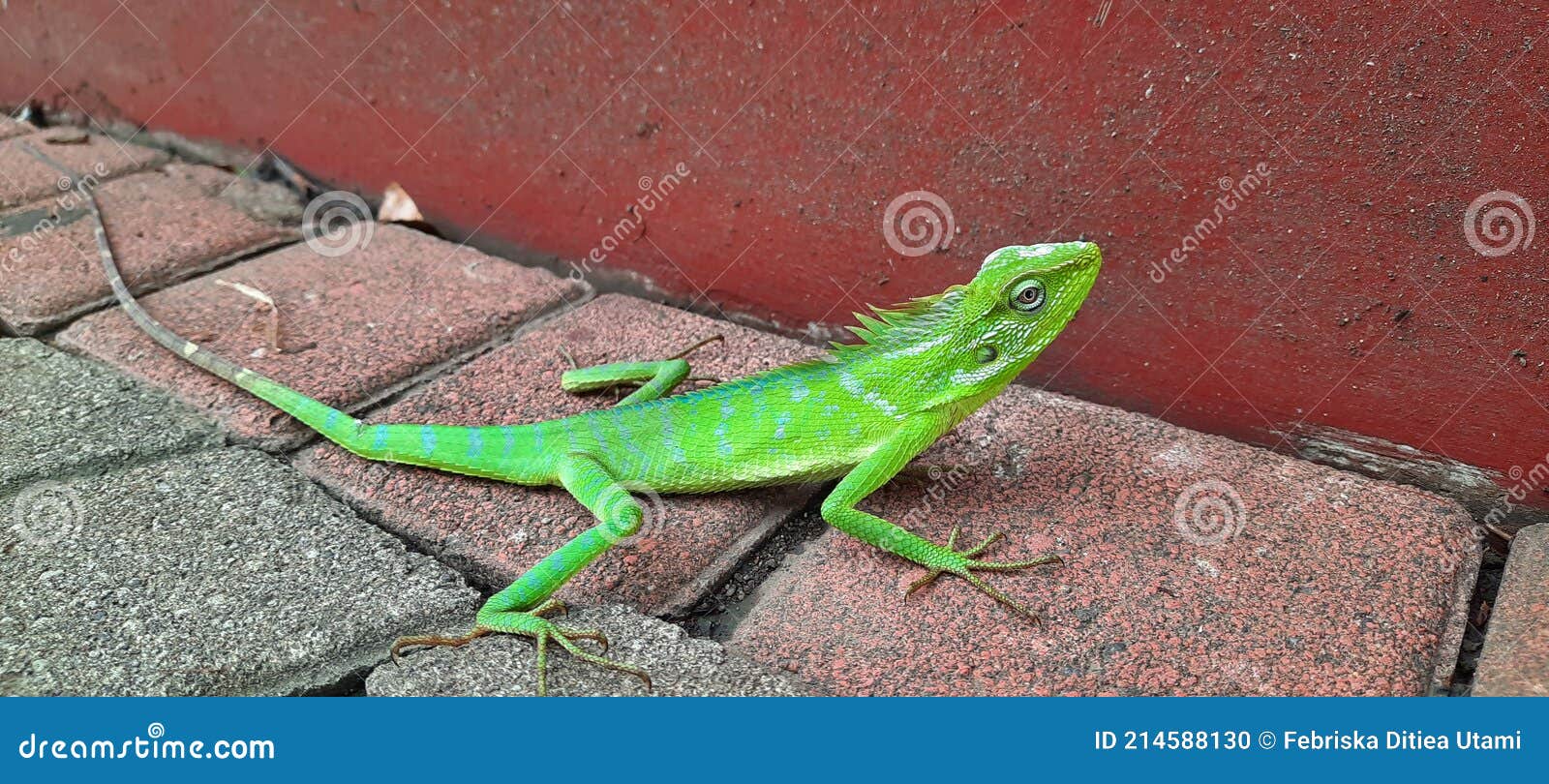 Green lizard looking sad stock photo. Image of green - 214588130