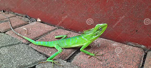 Green lizard looking sad stock photo. Image of green - 214588130