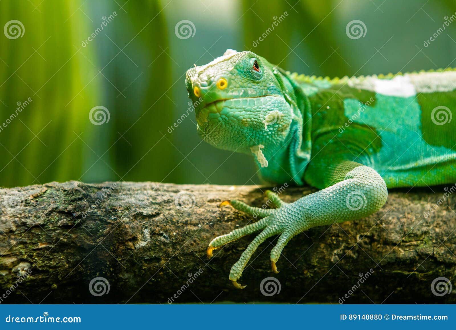 Green Lizard stock photo. Image of jungle, amphibians - 89140880