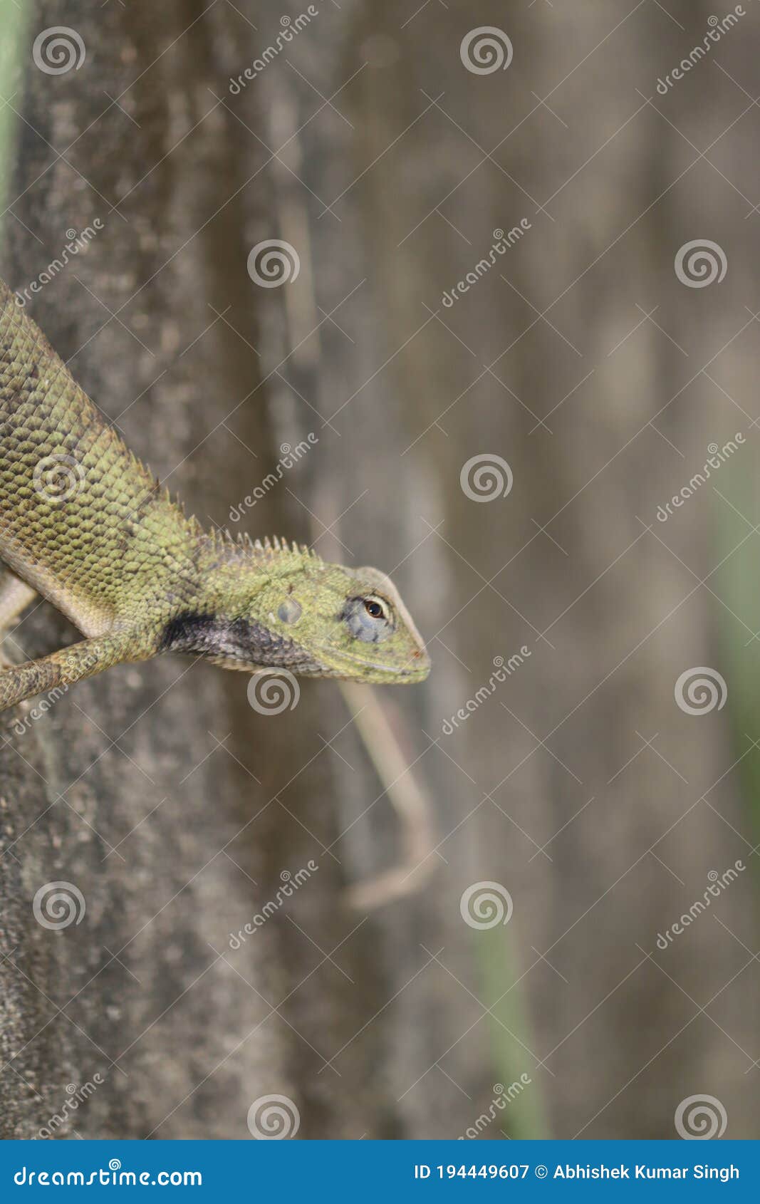 A Green Lizard is Looking Upward. Stock Image - Image of brown ...