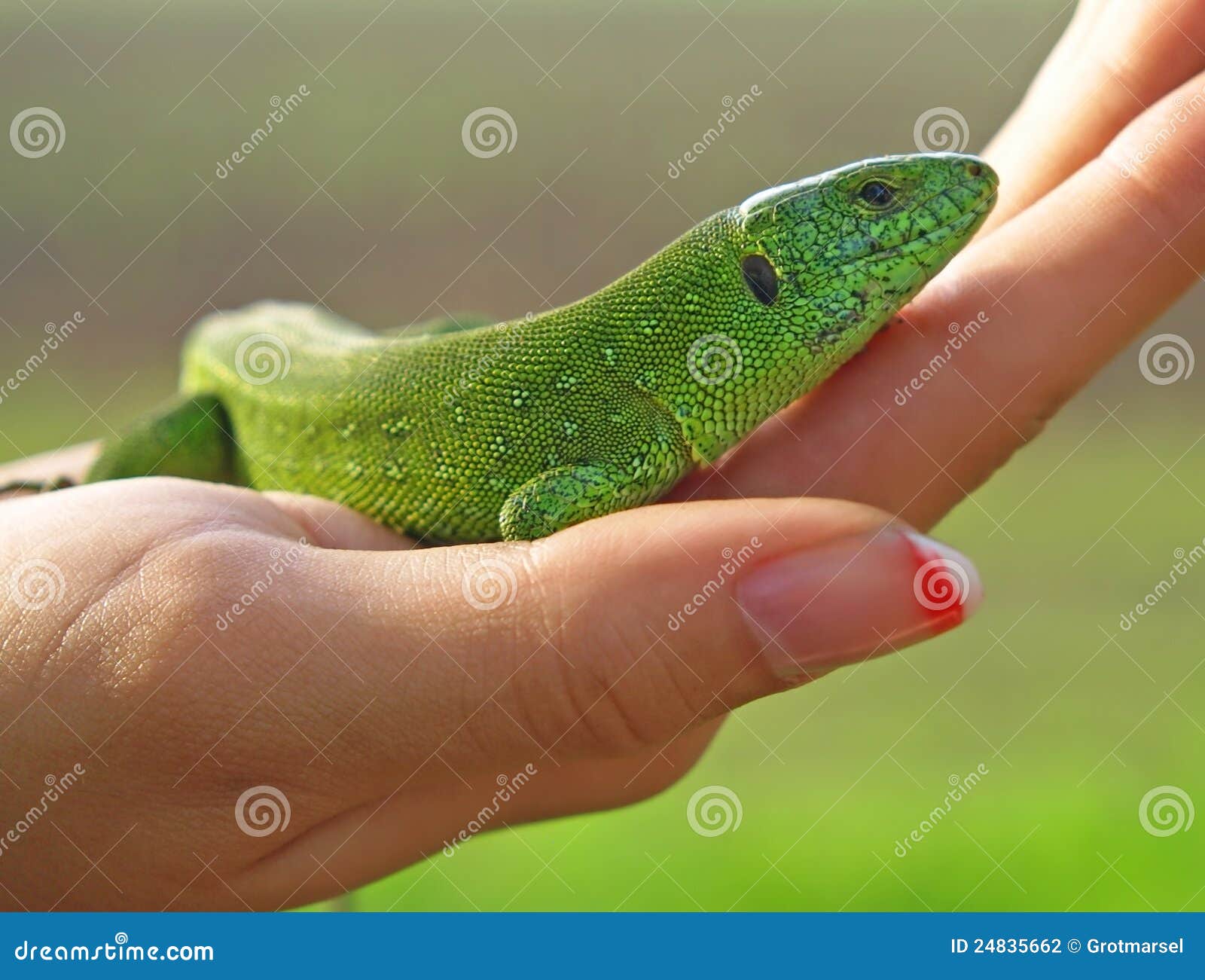 Green lizard on a palm. stock photo. Image of wild, palm - 24835662
