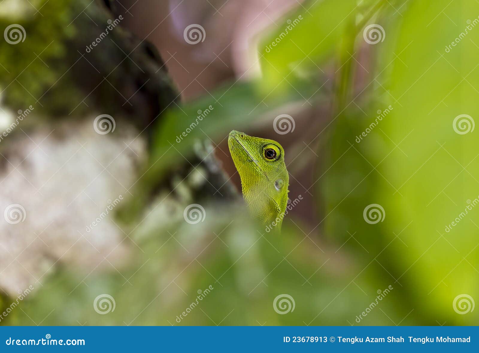 Green Lizard Peeking stock image. Image of animal, lizard - 23678913