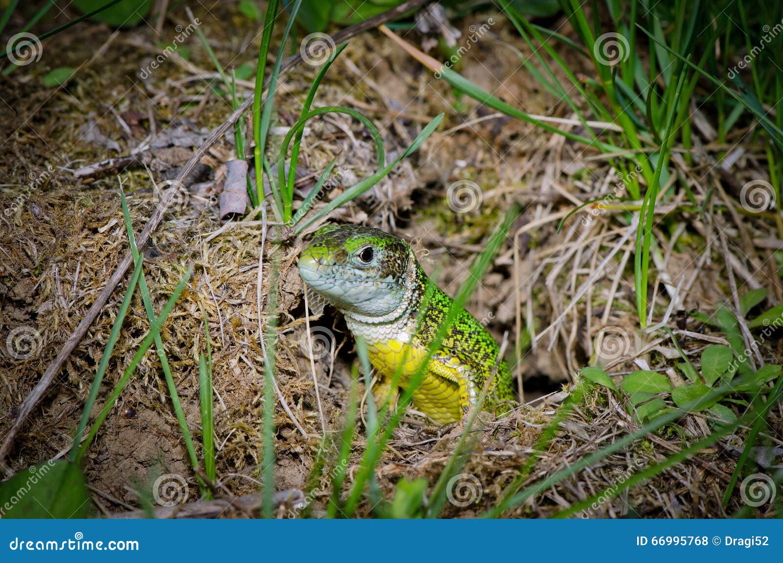 Green lizard playing stock photo. Image of grass, mate - 66995768