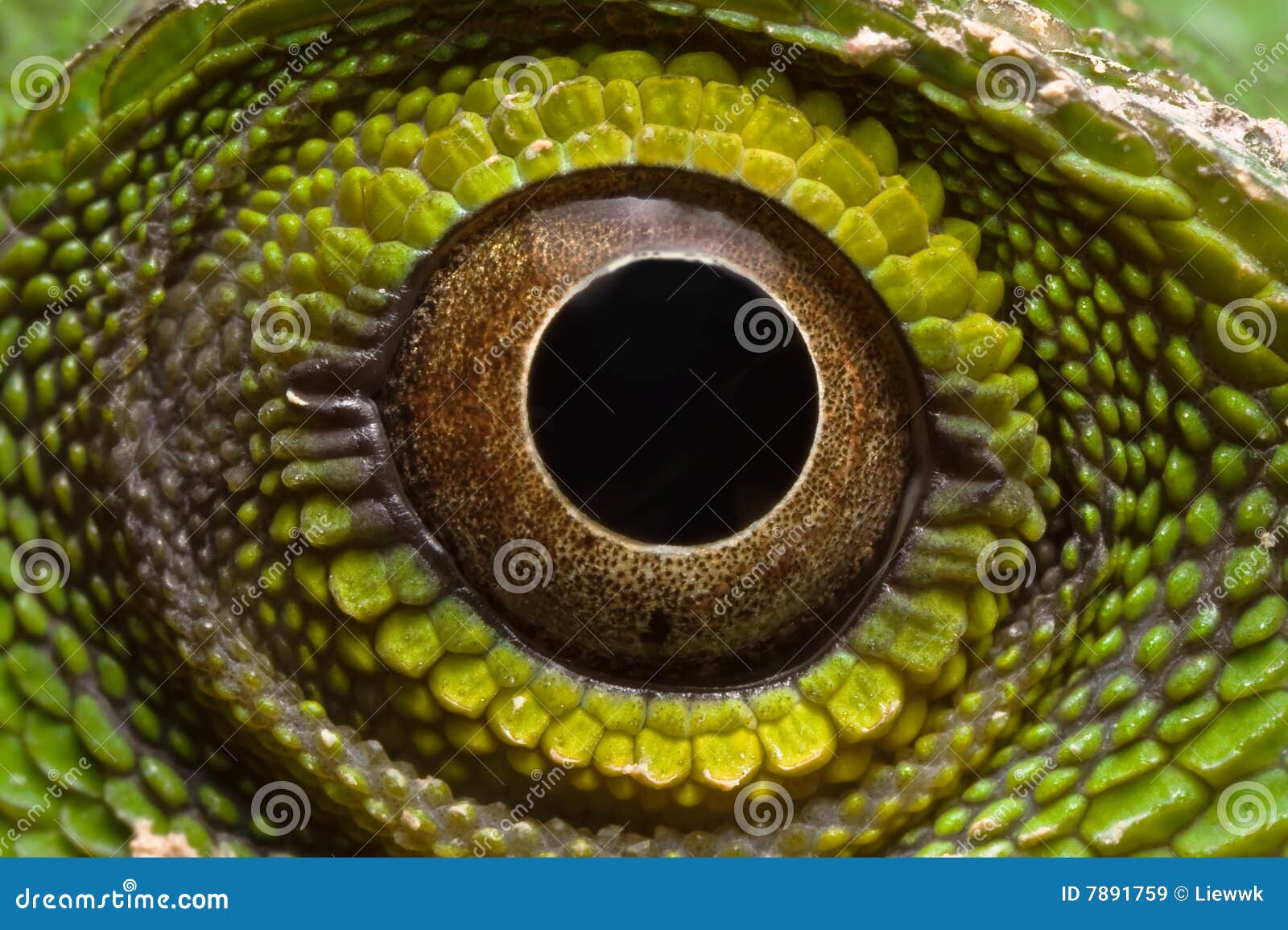 Lizard Eye Close Up