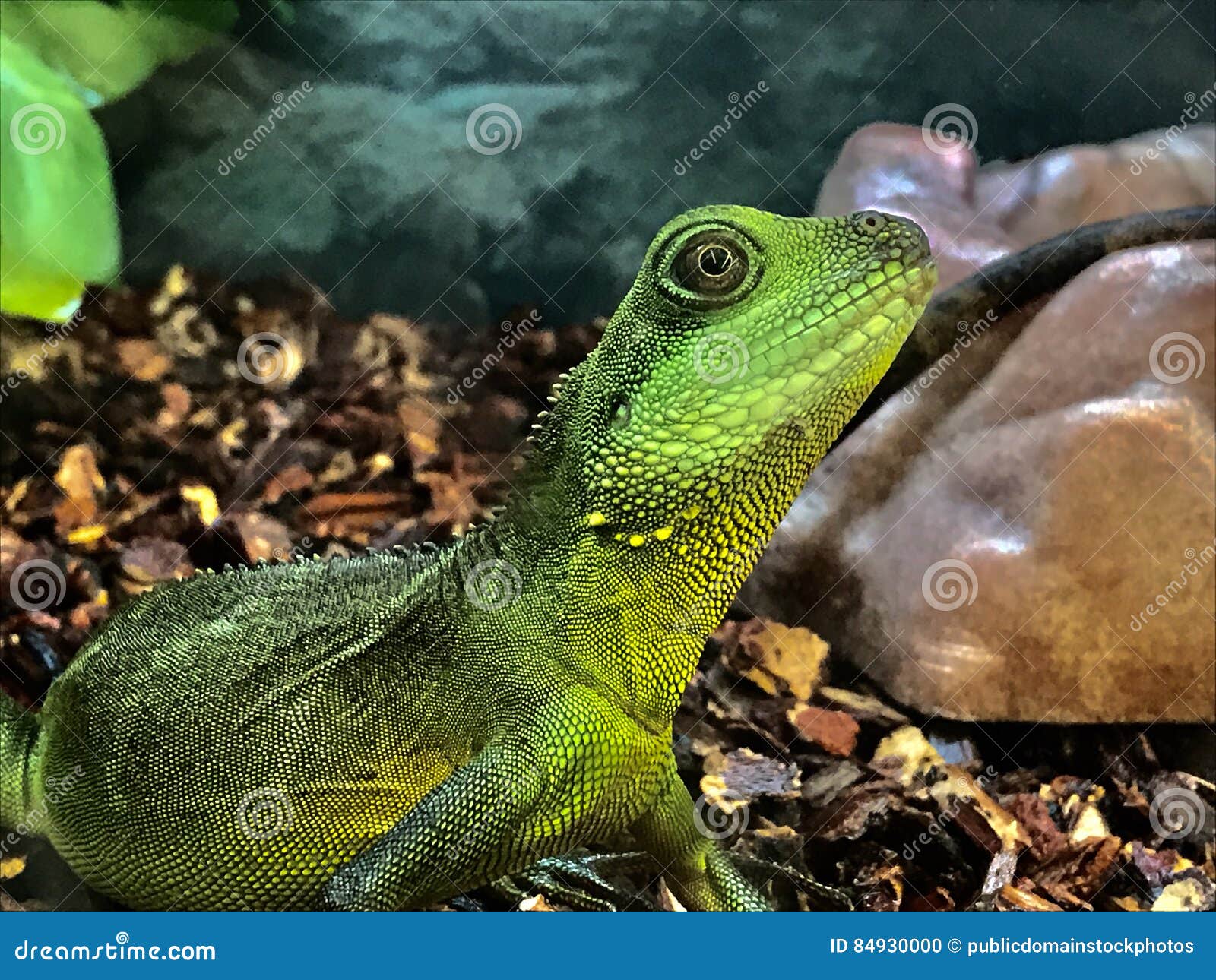 Green Lizard Picture. Image: 84930000