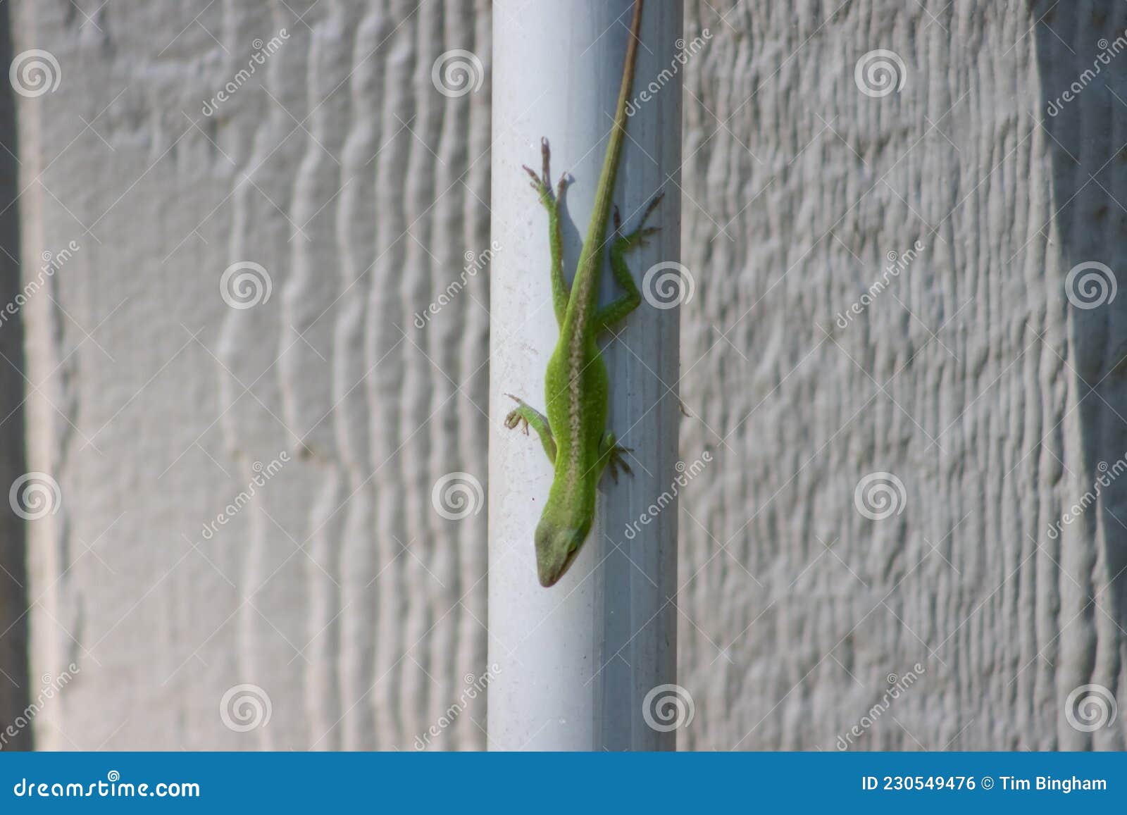 Green lizard on conduit stock photo. Image of nature - 230549476