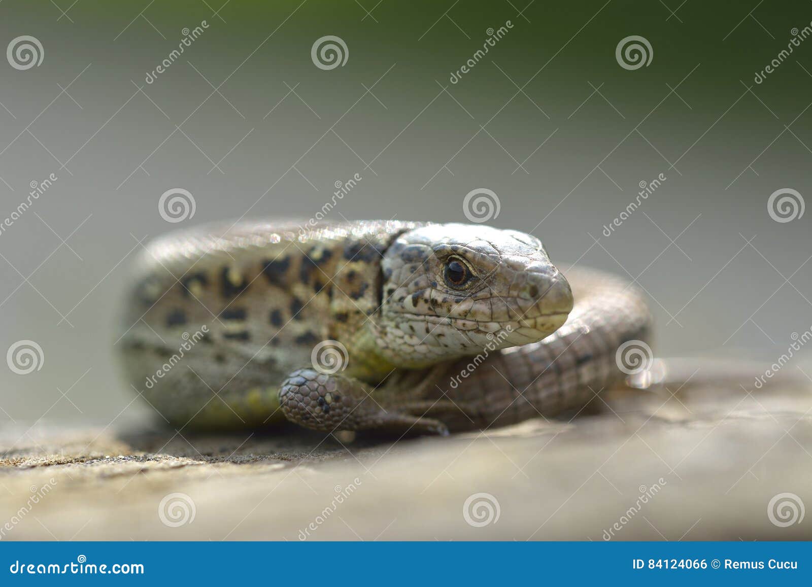 Green Lizard Resting at the Sun. Stock Photo - Image of crawl, macro ...