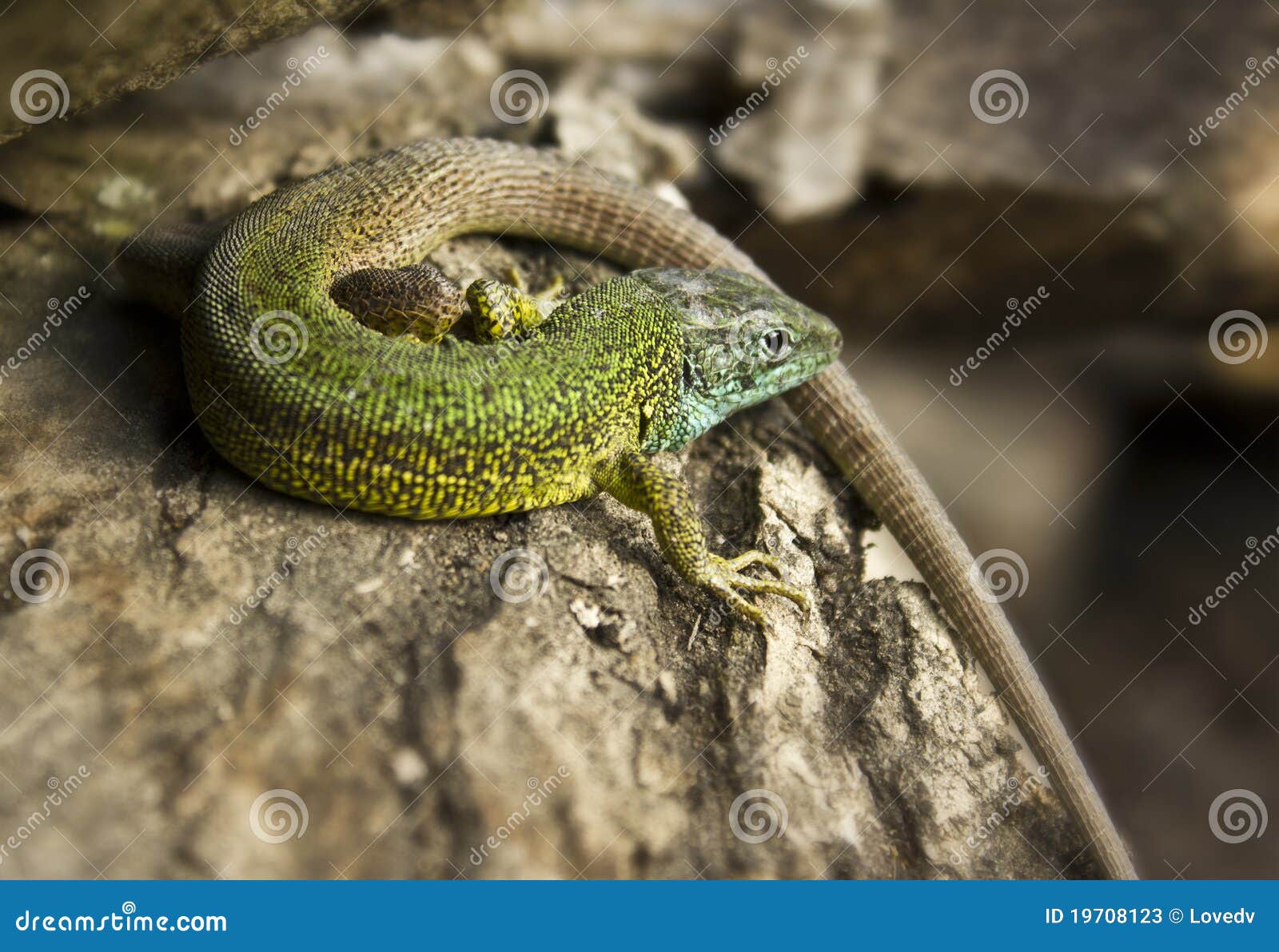 Green Lizard Sitting on a Bark Stock Image - Image of bark, zoology ...