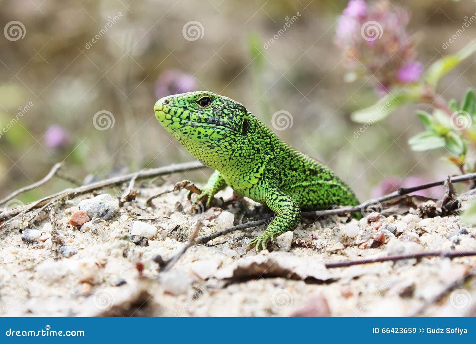 Green Lizard Sitting on the Earth. Stock Image - Image of lizard ...