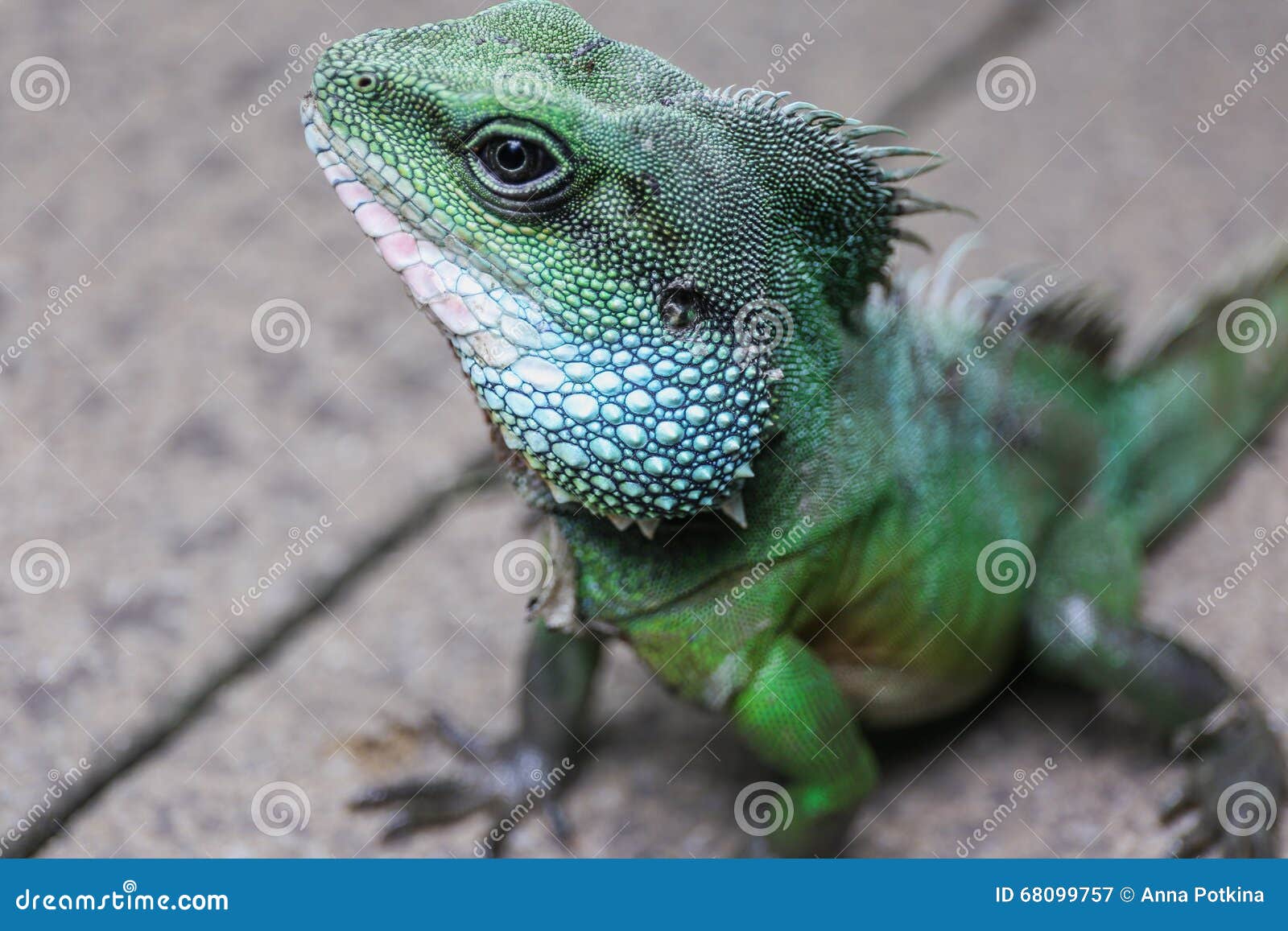 Green lizard stock image. Image of reptiles, lizard, gardens - 68099757