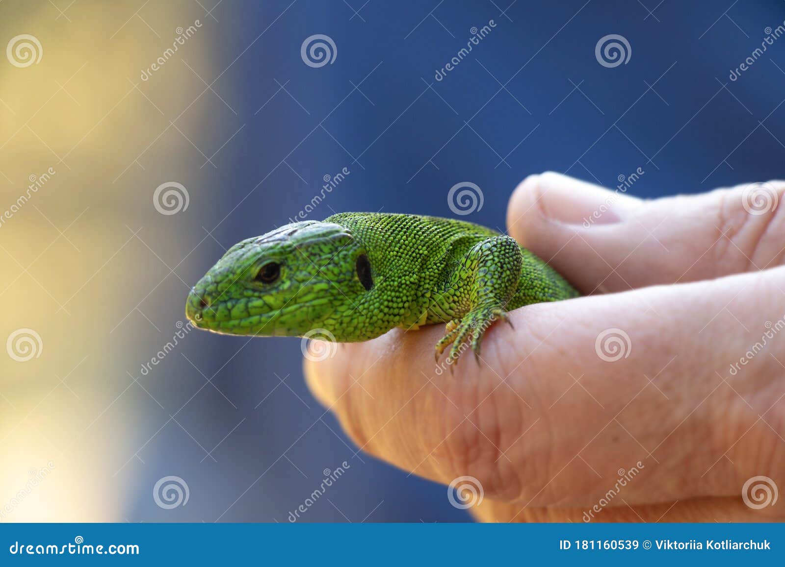 A Small Green Lizard Sitting on a Hand Caught in a Park in Ukraine ...
