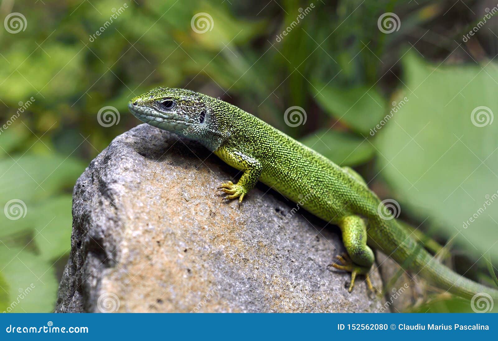 Green Lizard Sitting on a Stone Stock Photo - Image of season ...