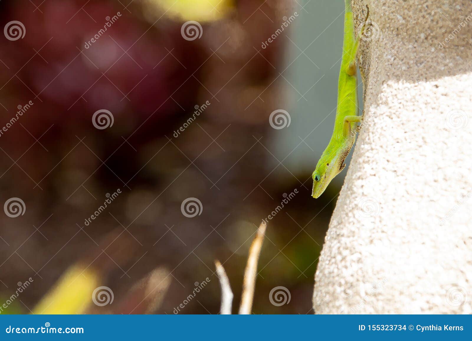 Green Lizard Sitting on a Wall Looking Down Stock Photo - Image of ...