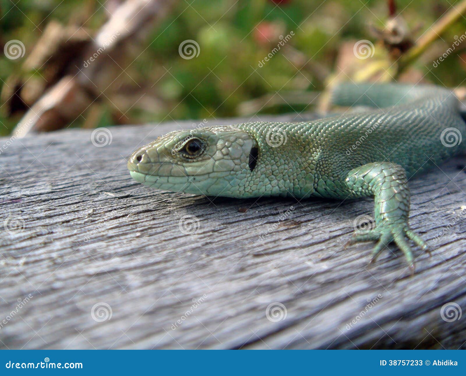 Green lizard stock image. Image of coldblooded, macro - 38757233