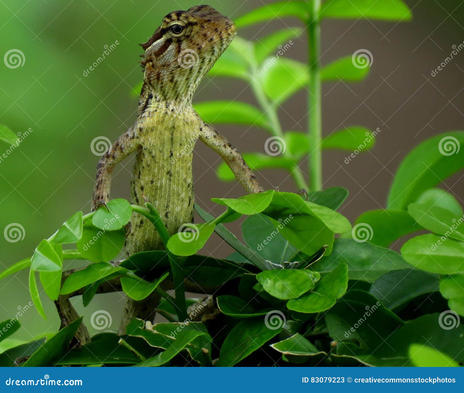 Green Lizard Picture. Image: 83079223