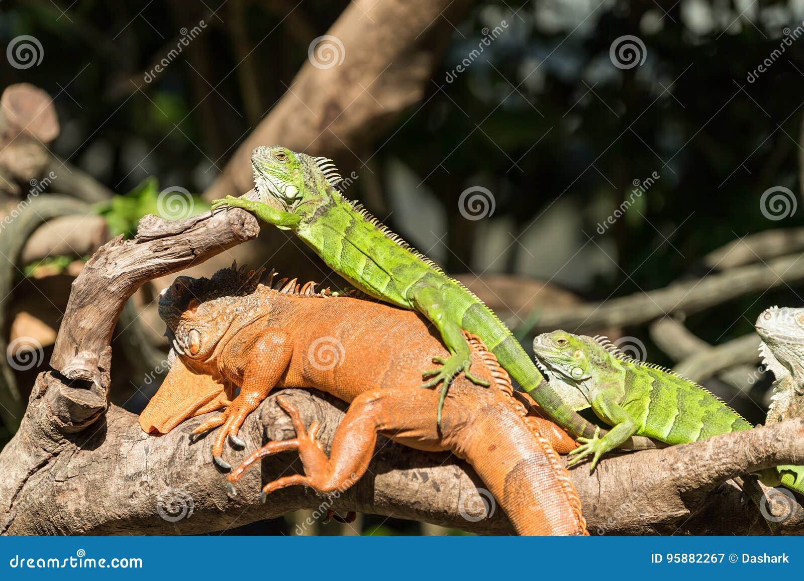 A Lizard Standing Still And Posing In A Rainforest. Reptile Profile ...