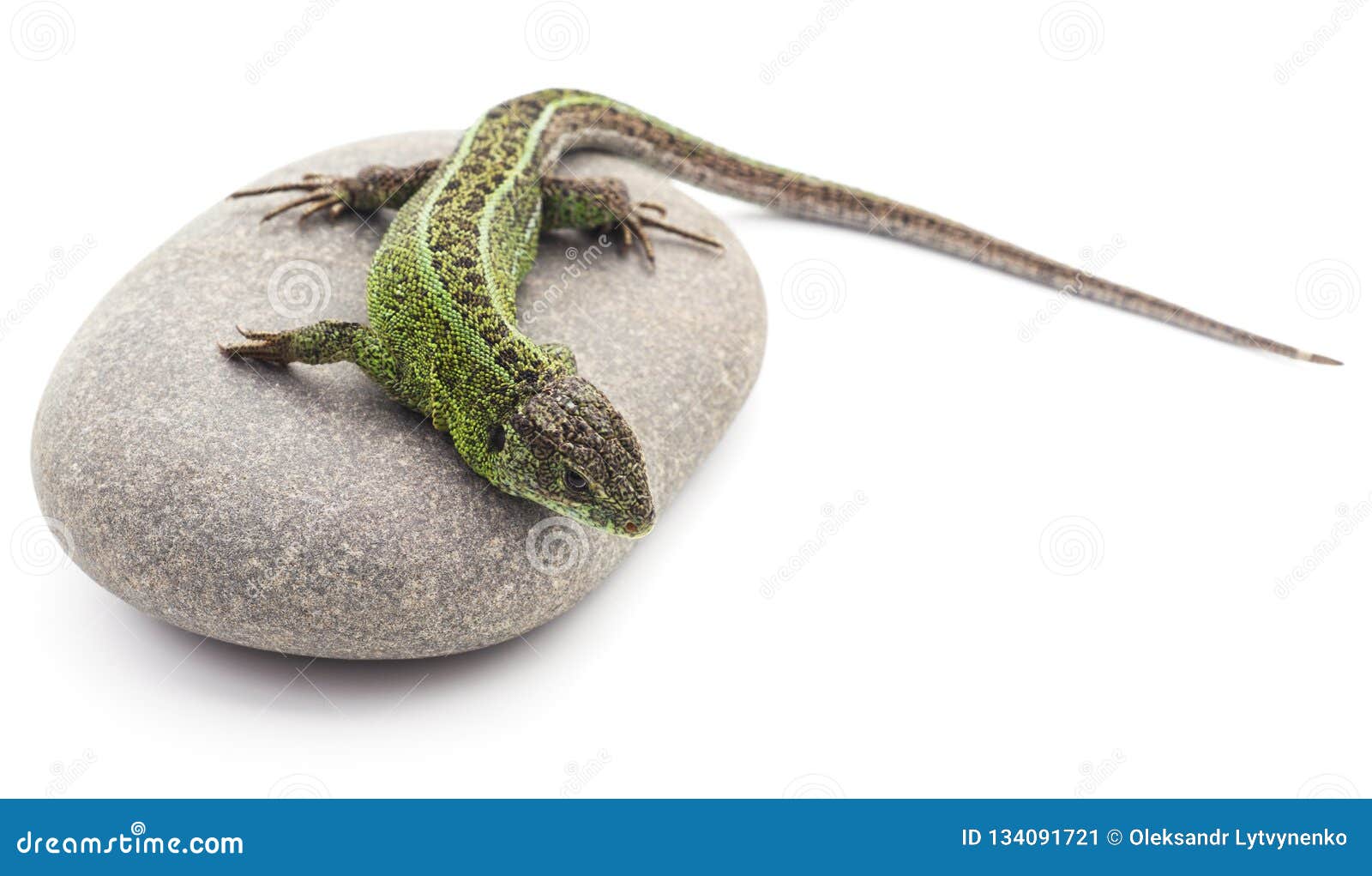 Green Lizard Stone Stock Images - Download 3,162 Royalty Free Photos