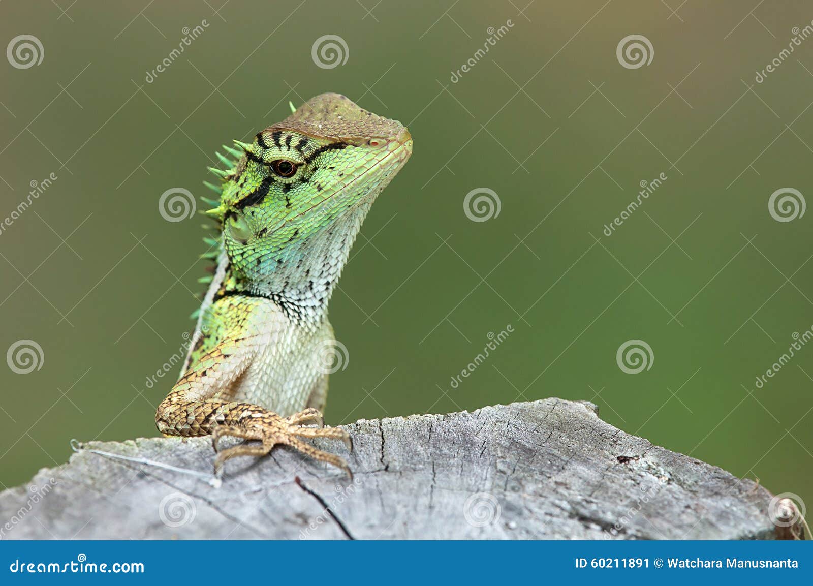 Green Lizard with Stump in Nature Stock Image - Image of green, moment ...