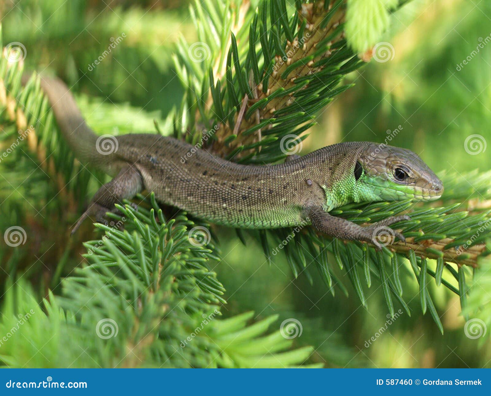 Green lizard sunbathing stock photo. Image of beauty, leaf - 587460