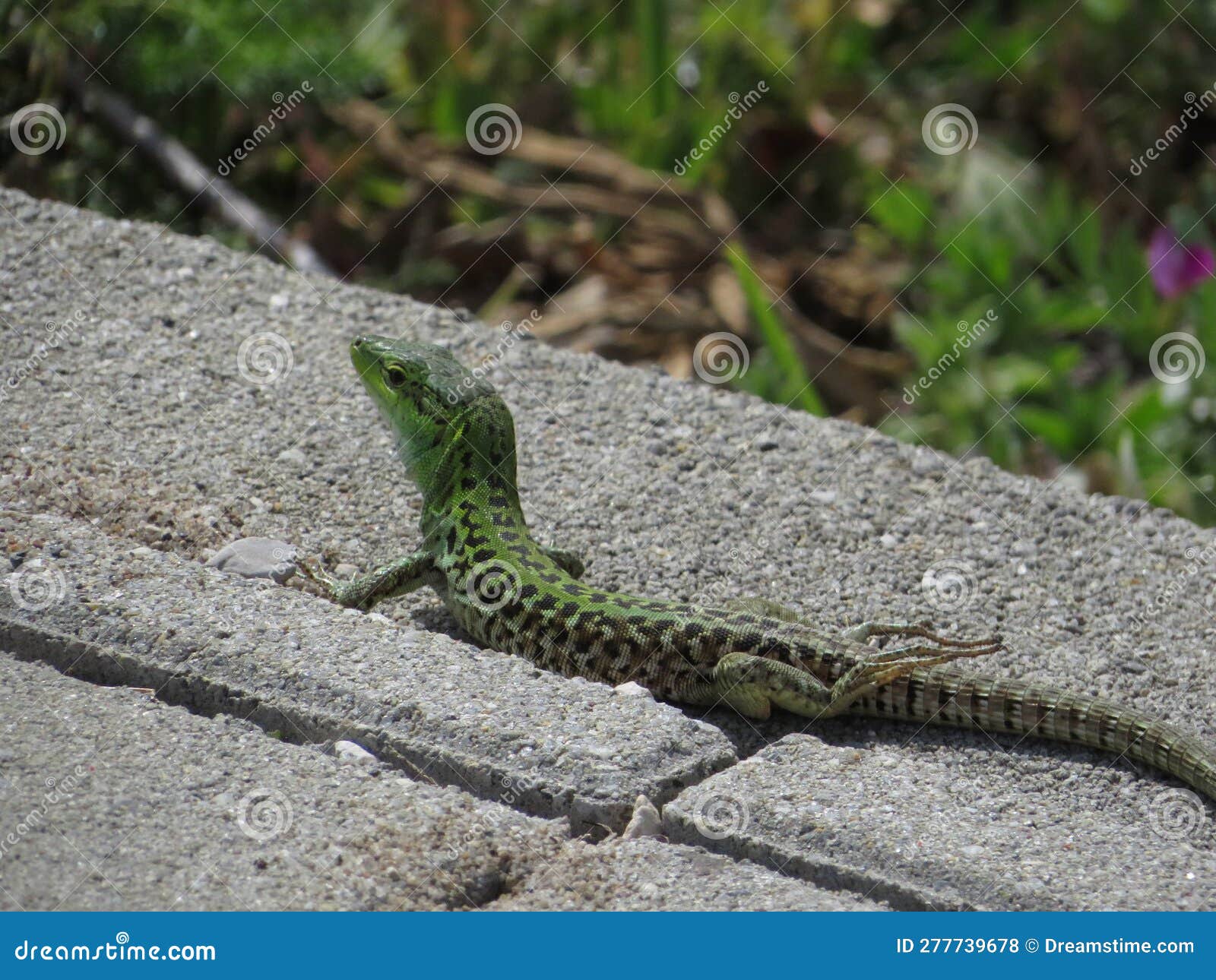 Green Lizard Sunbathing on Concrete Stock Photo - Image of green ...