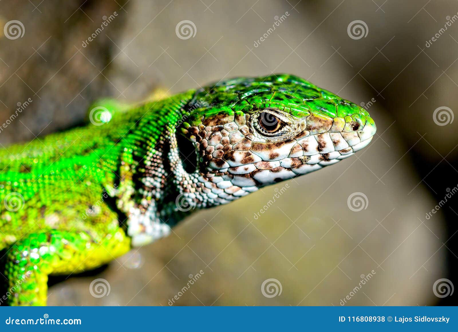 A Green Lizard on the Sunshine Stock Photo - Image of falra, lizards ...