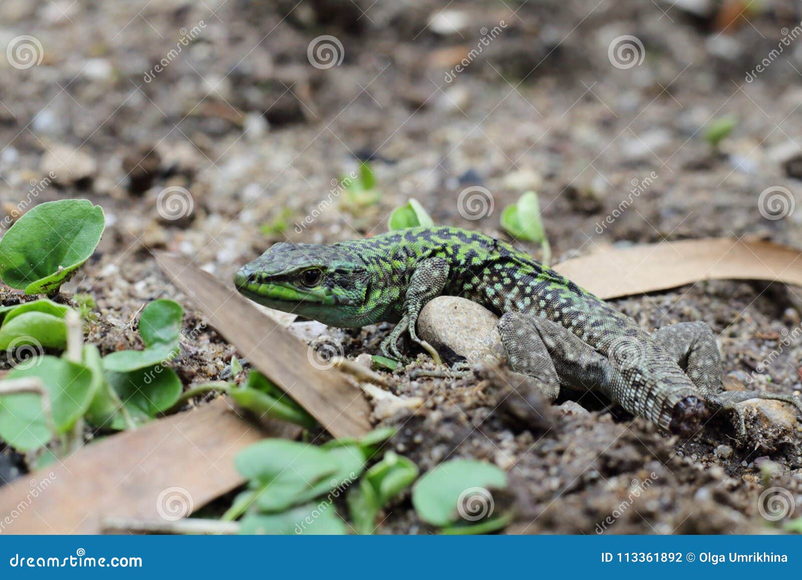 Green lizard without tail stock photo. Image of ground - 113361892
