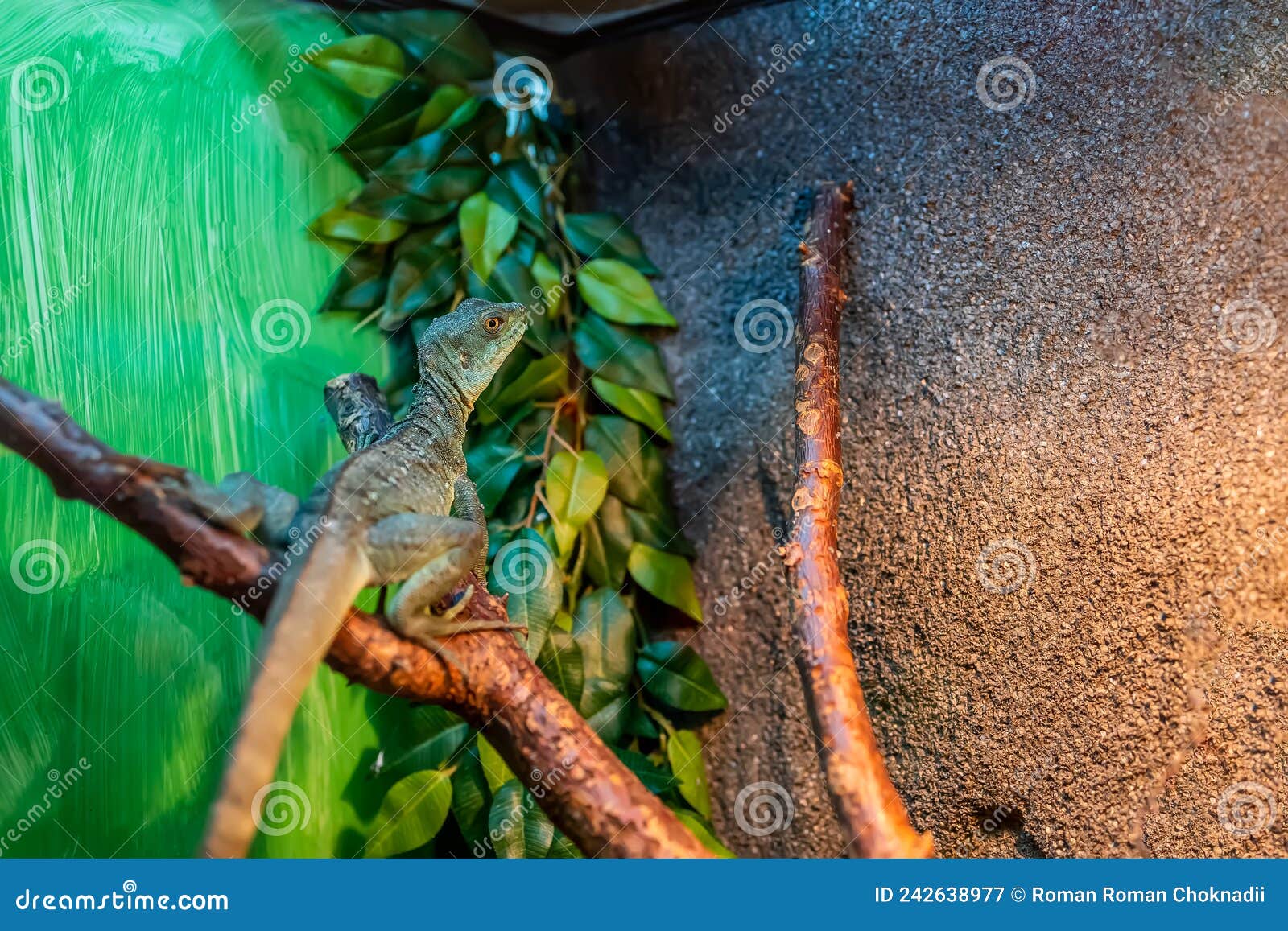 Gecko Fell From Wall Into Water Tank And Climbed On Edge Of Basin Stock ...
