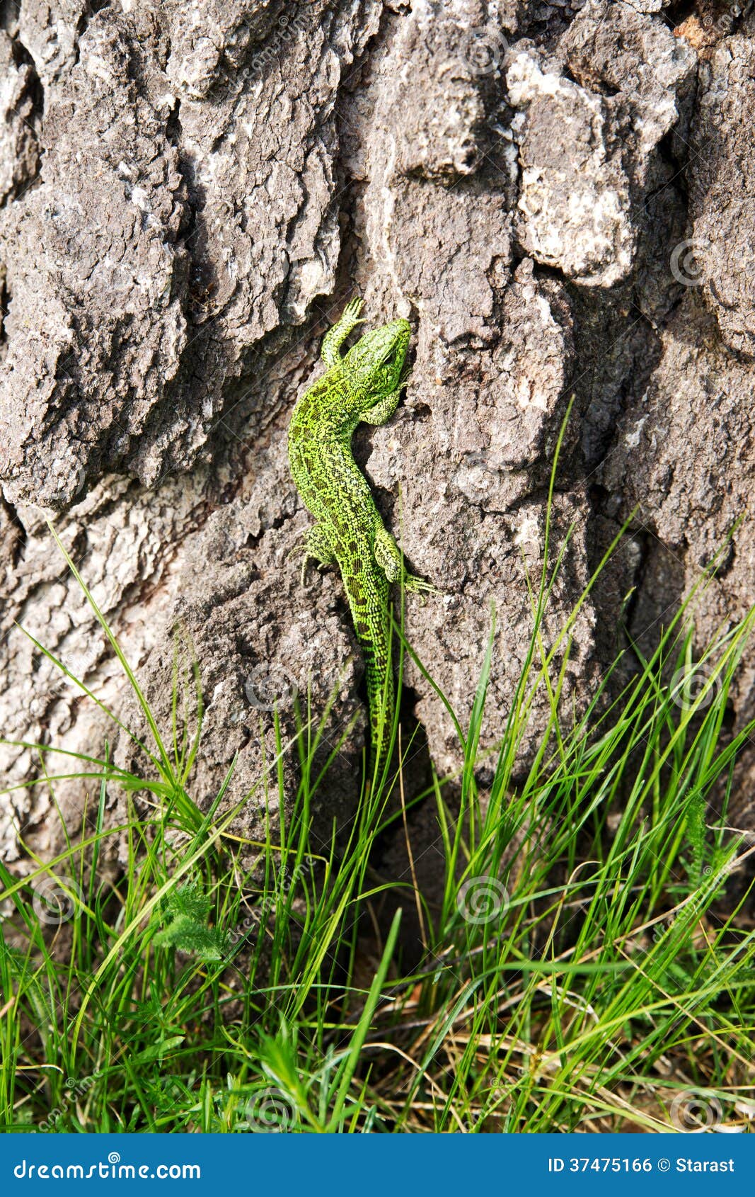 Green lizard. stock photo. Image of nature, environment - 37475166