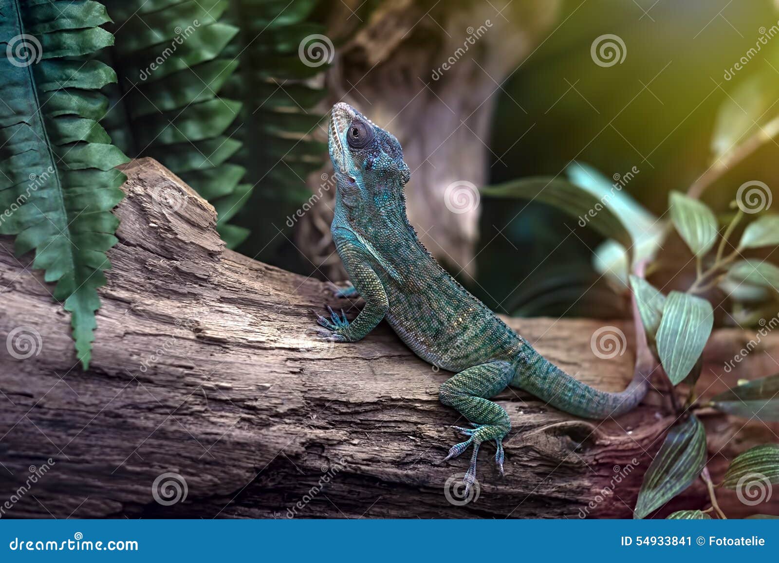 Green Lizard on a Tree Branch. Stock Image - Image of blurred, exotic ...