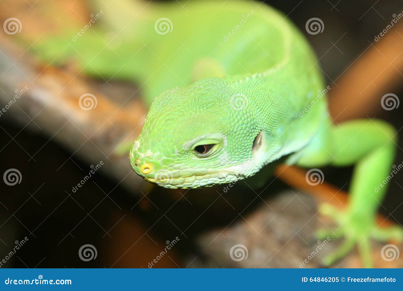 Green Lizard on Tree Branch Stock Image - Image of nature, lizard: 64846205