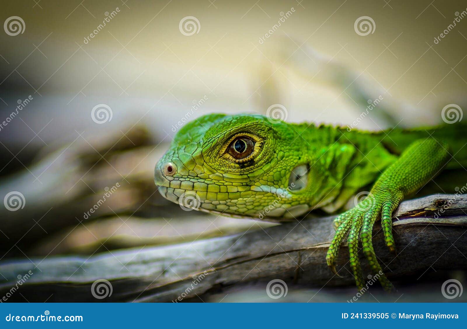 Green lizard on the tree. stock image. Image of head - 241339505