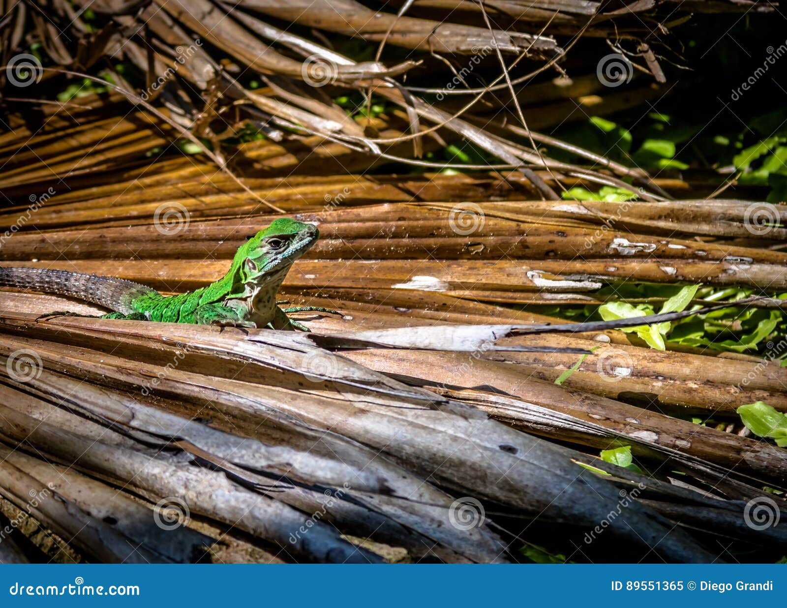 Green Lizard - Tulum, Mexico Stock Image - Image of cocincinus, reptile ...