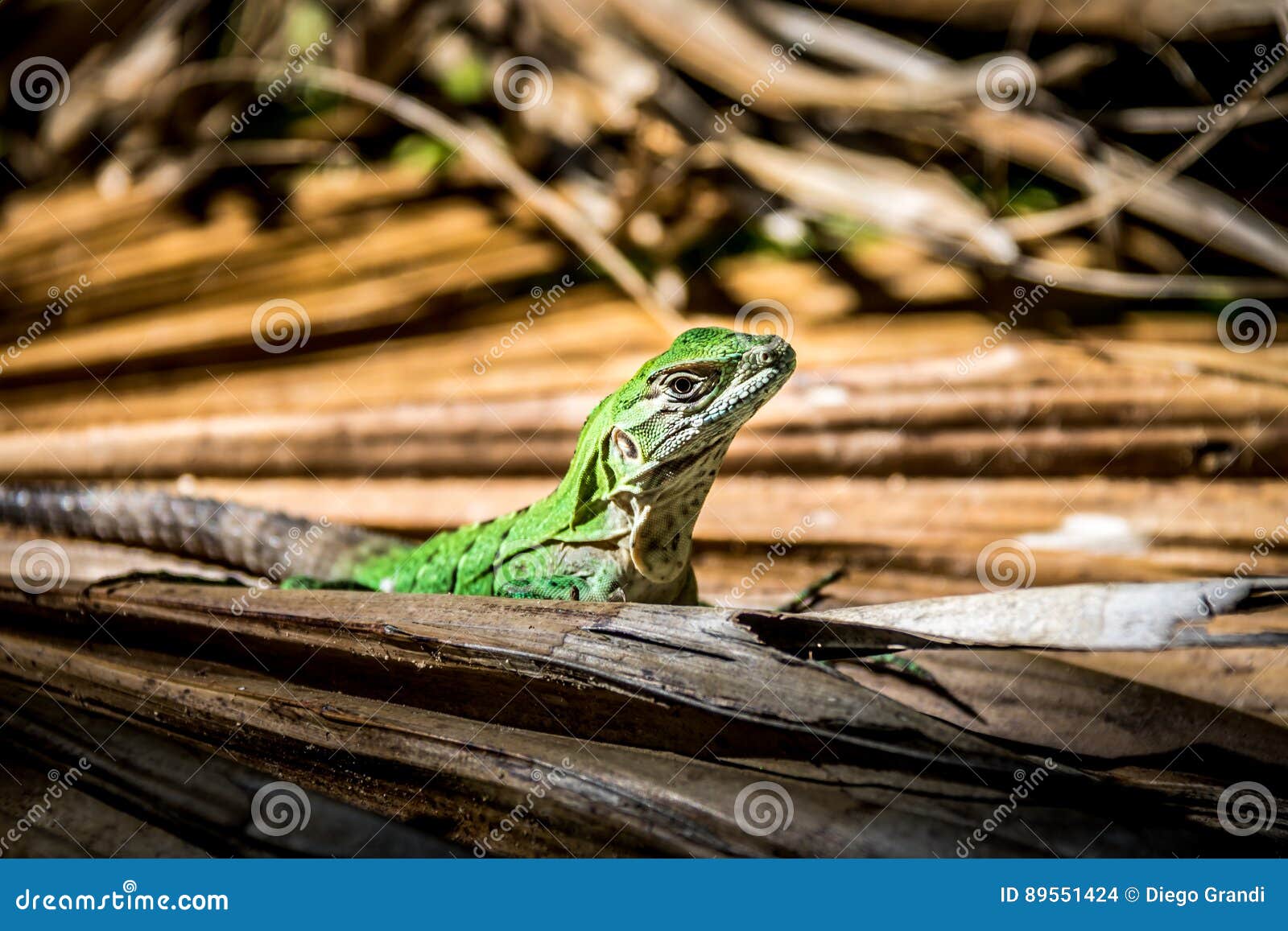 Green Lizard - Tulum, Mexico Stock Photo - Image of foliage ...