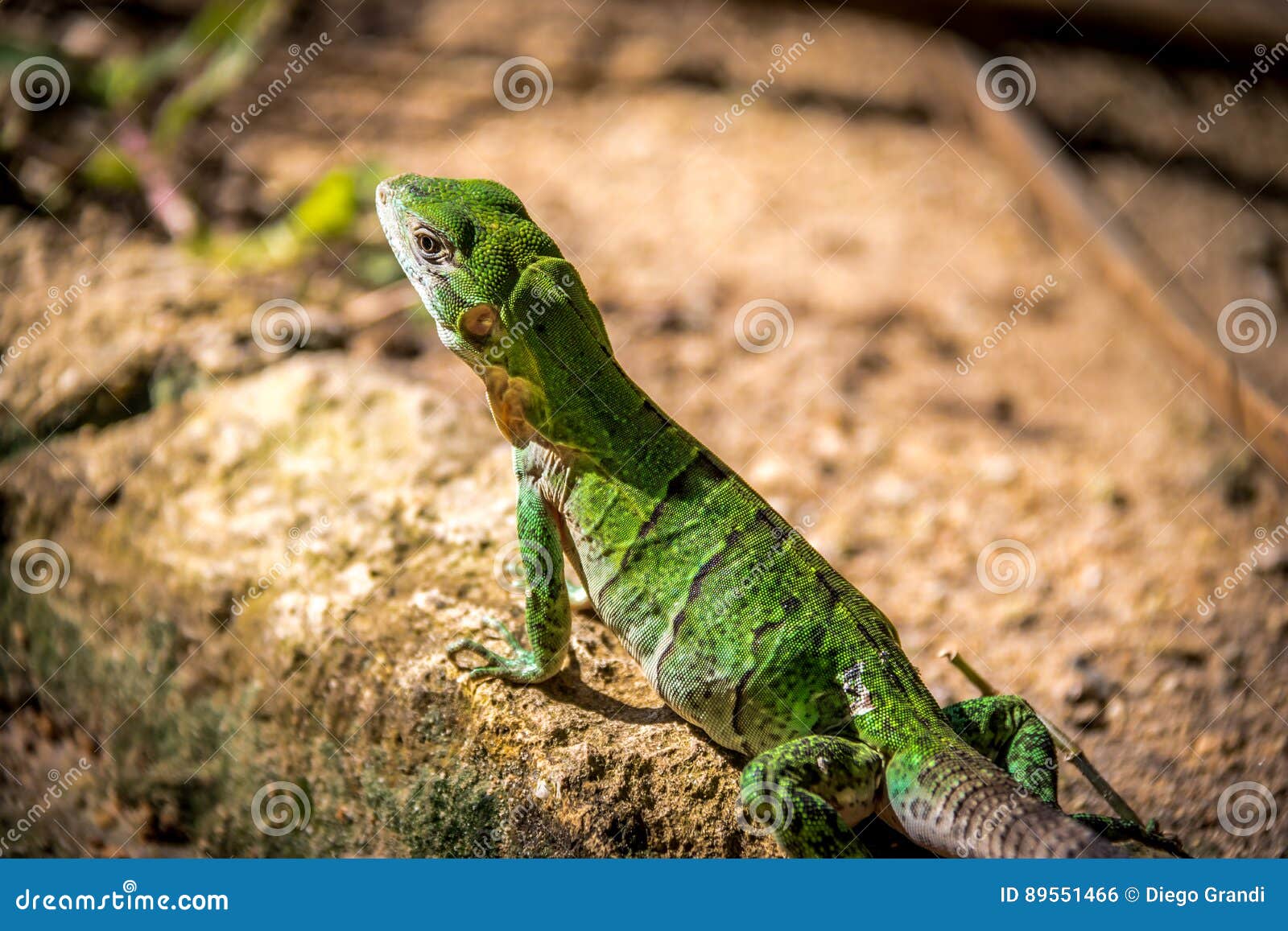 Green Lizard - Tulum, Mexico Stock Photo - Image of gecko, reptilian ...