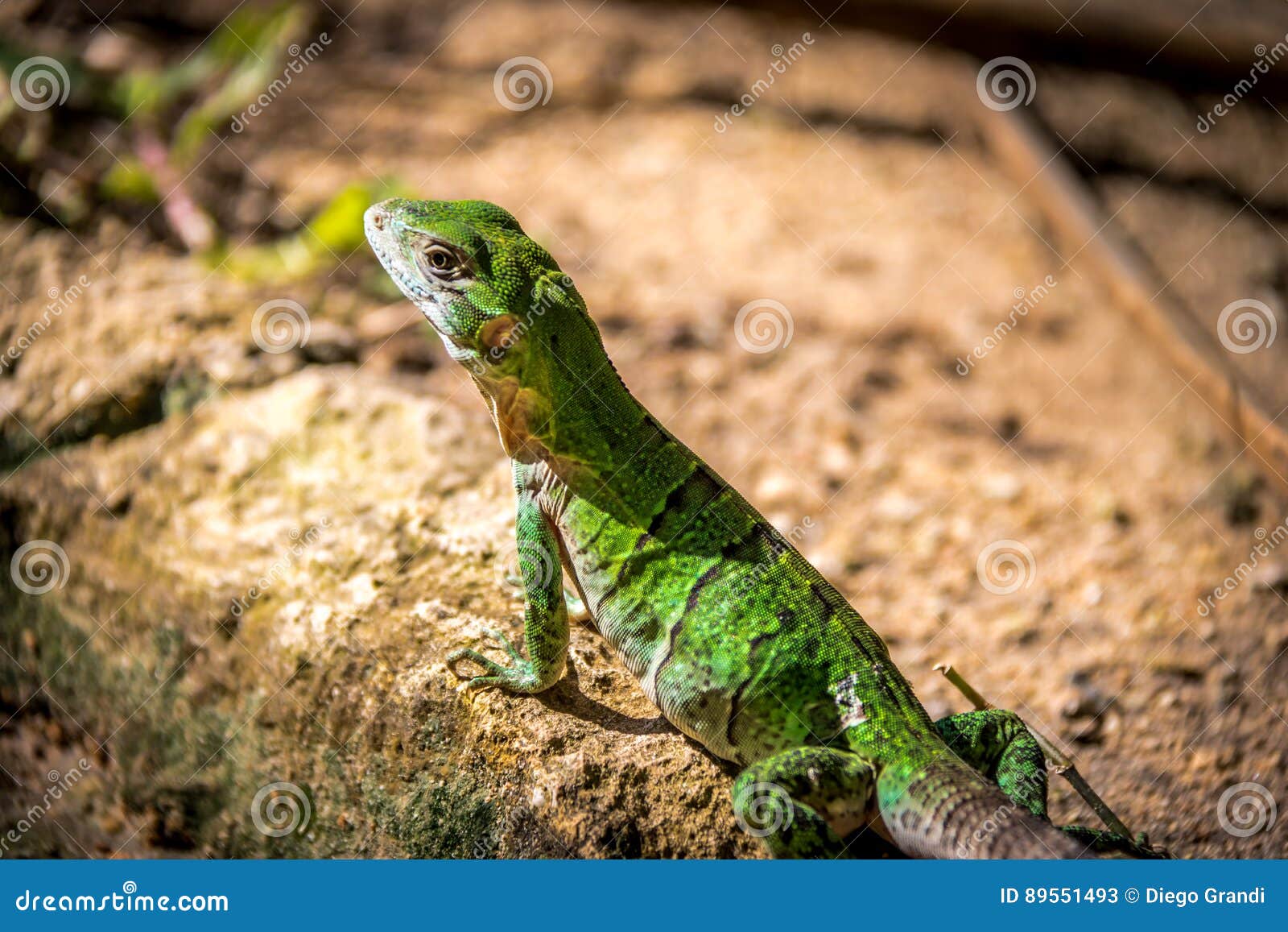 Green Lizard - Tulum, Mexico Stock Image - Image of iguana, crawling ...