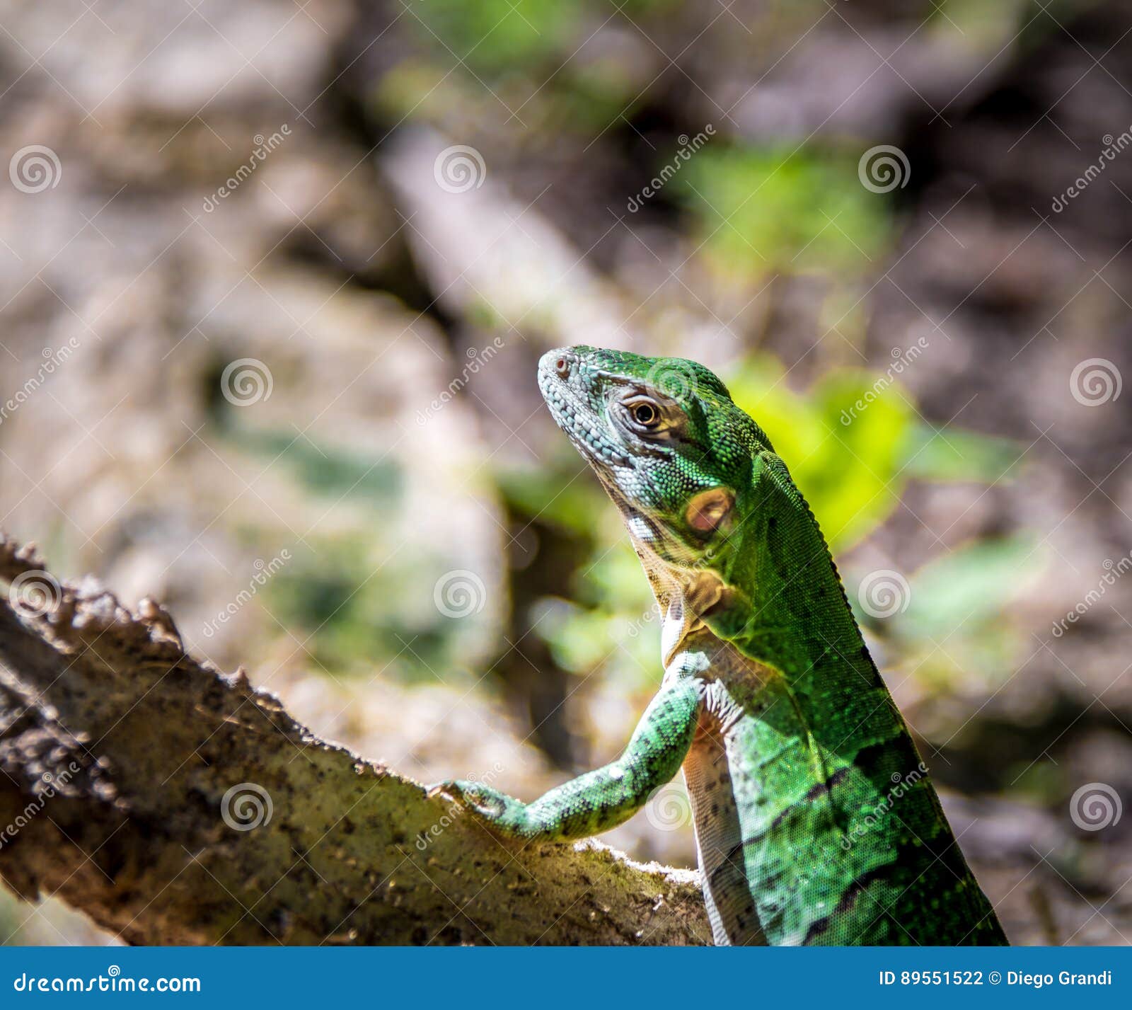 Green Lizard - Tulum, Mexico Stock Photo - Image of reptilian ...