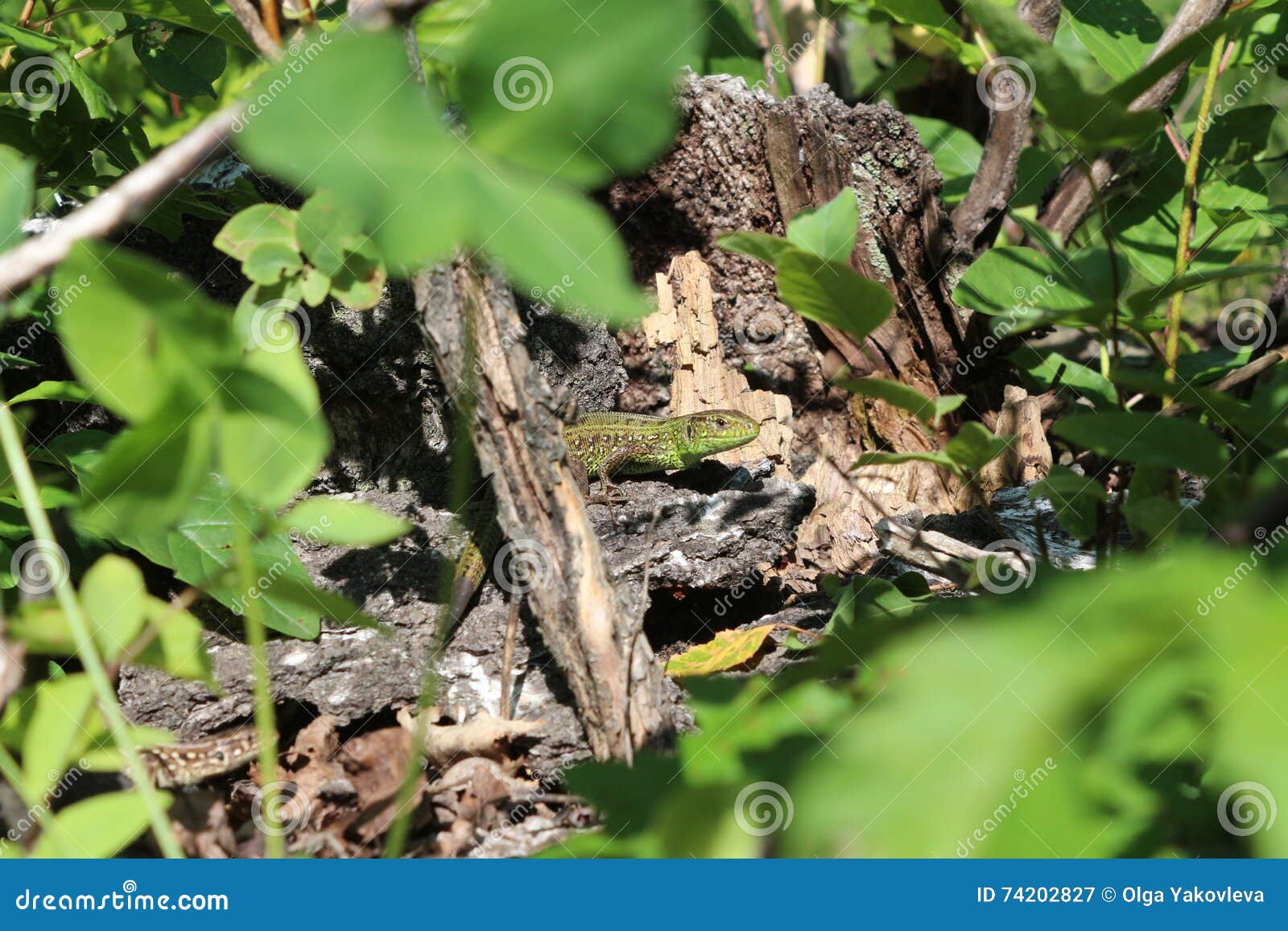 Green Lizard stock image. Image of beach, animal, green - 74202827