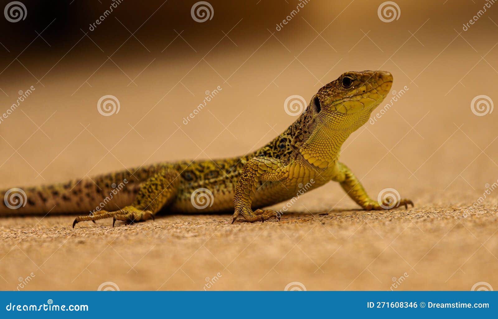 Green Lizard on the Urban Ground Stock Photo - Image of turtle, nature ...