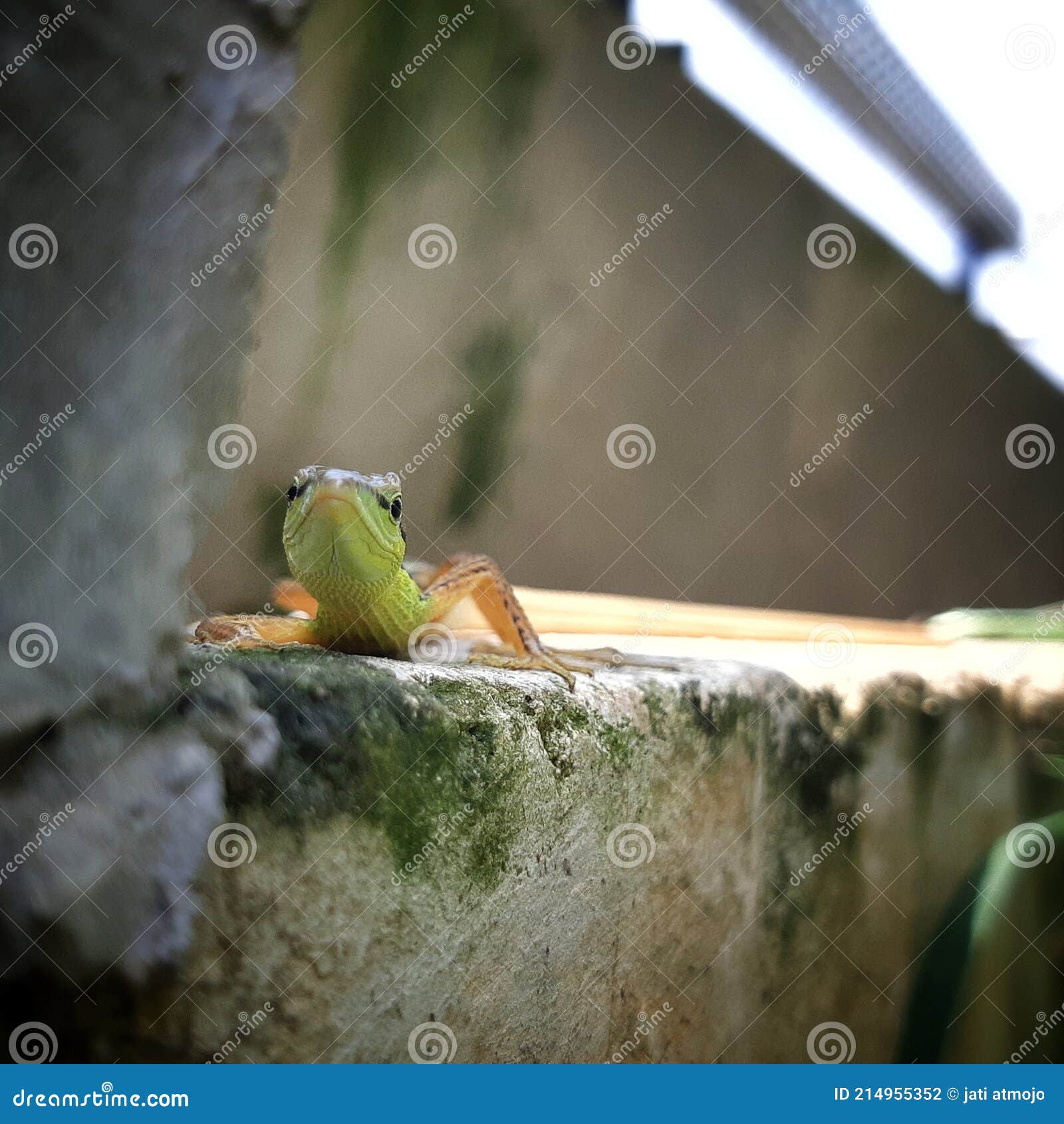 The Green Lizard Was Sunbathing on the Edge of the Pool. Stock Photo ...