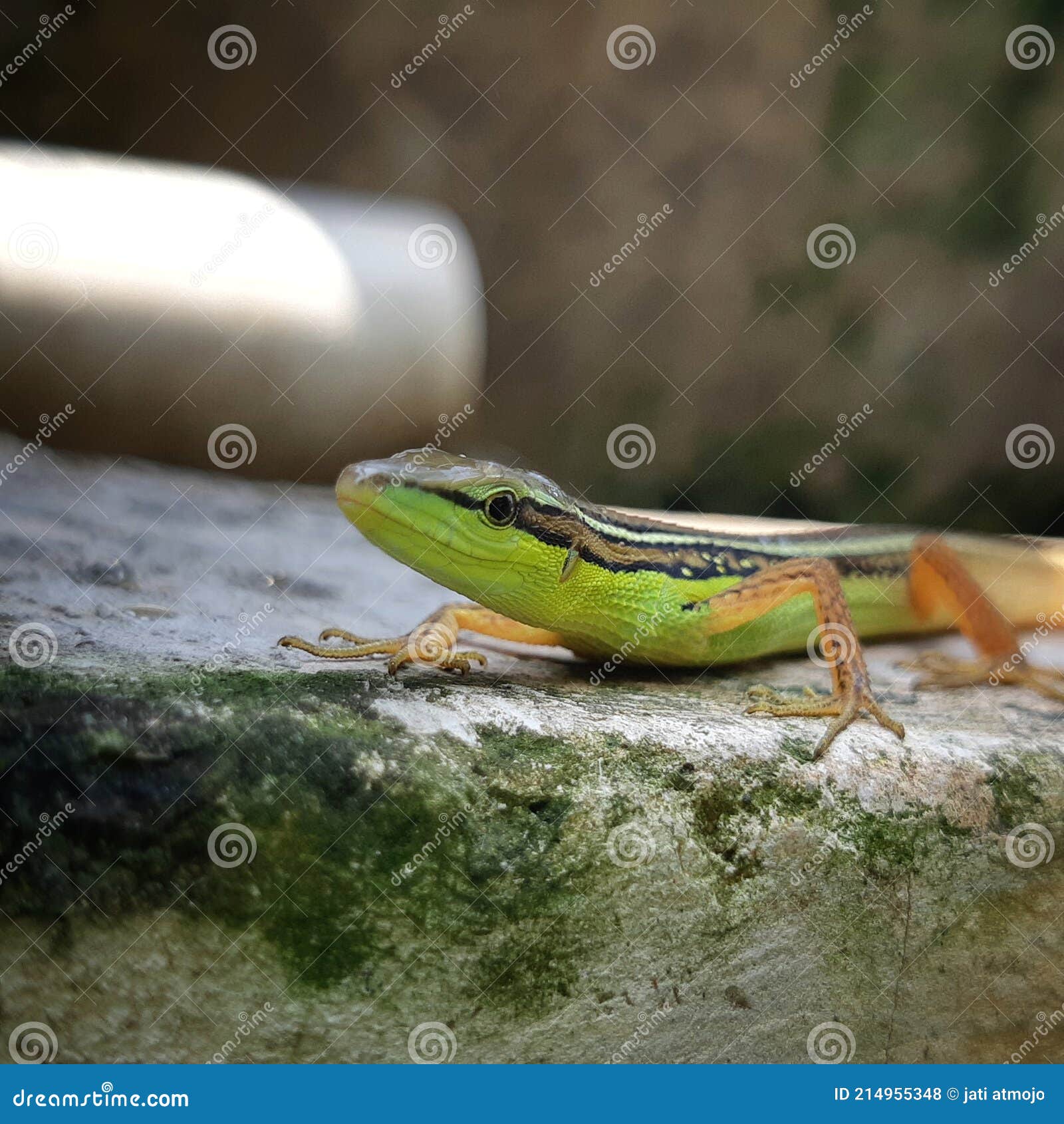 The Green Lizard Was Sunbathing on the Edge of the Pool. Photographed ...