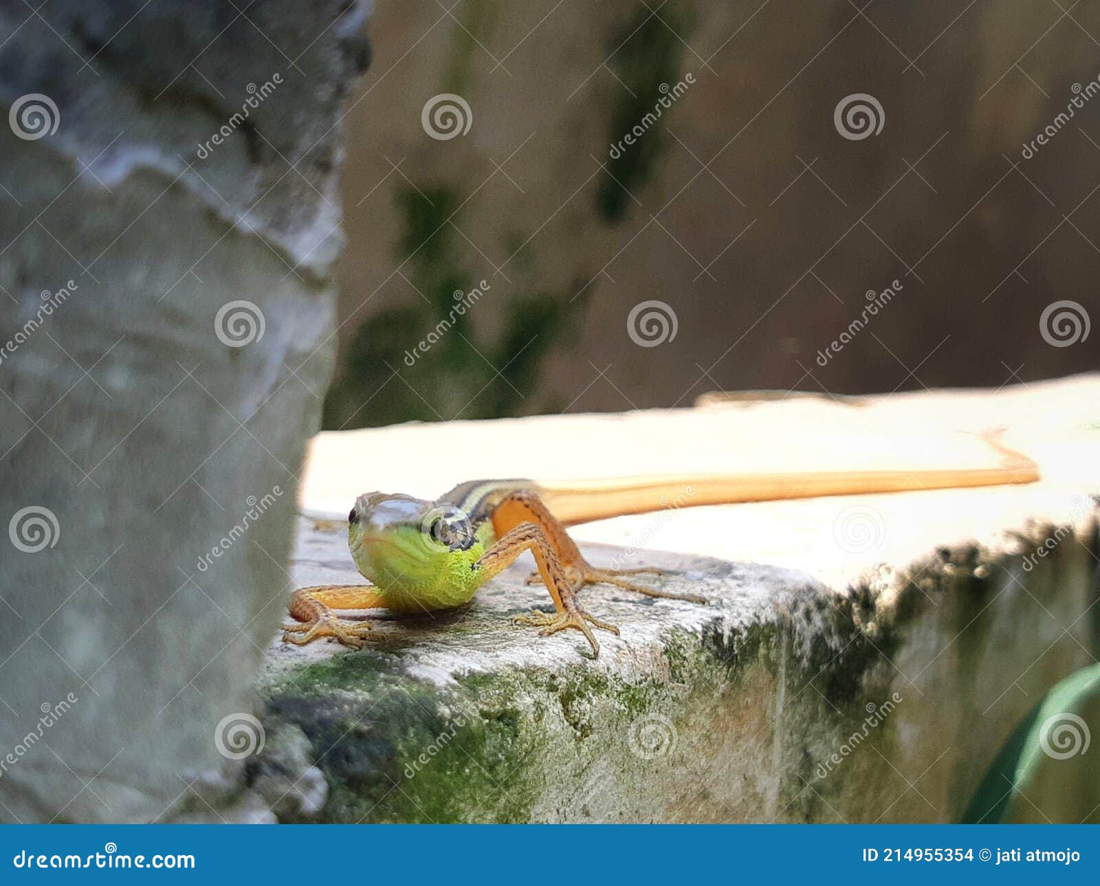The Green Lizard Was Sunbathing on the Edge of the Pool. Ready To Run ...