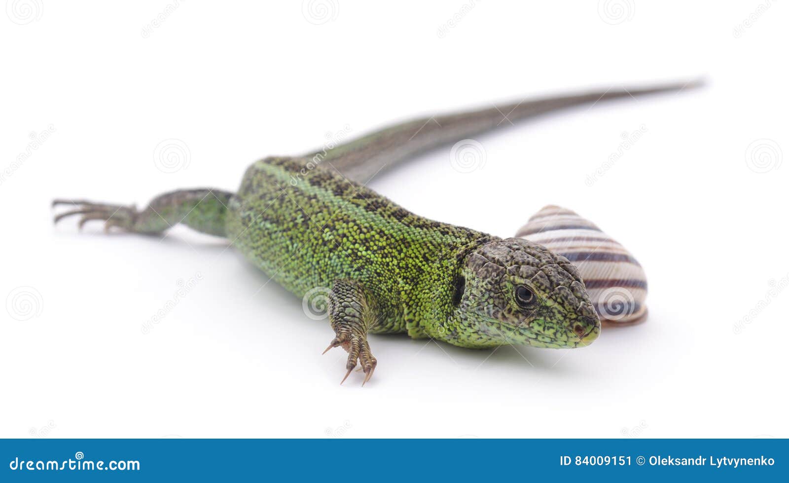 Green lizard. stock image. Image of closeup, white, wildlife - 84009151