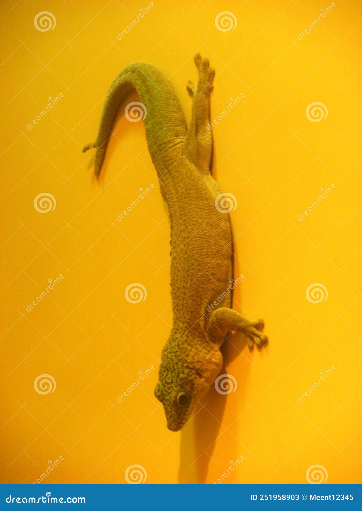 Green Lizard on Yellow Wall Stock Image - Image of yellow, amphibian ...
