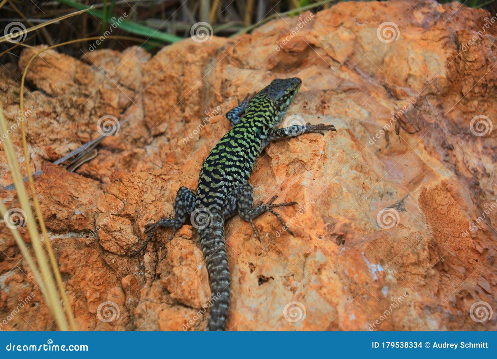 Green Lizard in Zingaro Reserve Sicilia Stock Photo - Image of sicilian ...