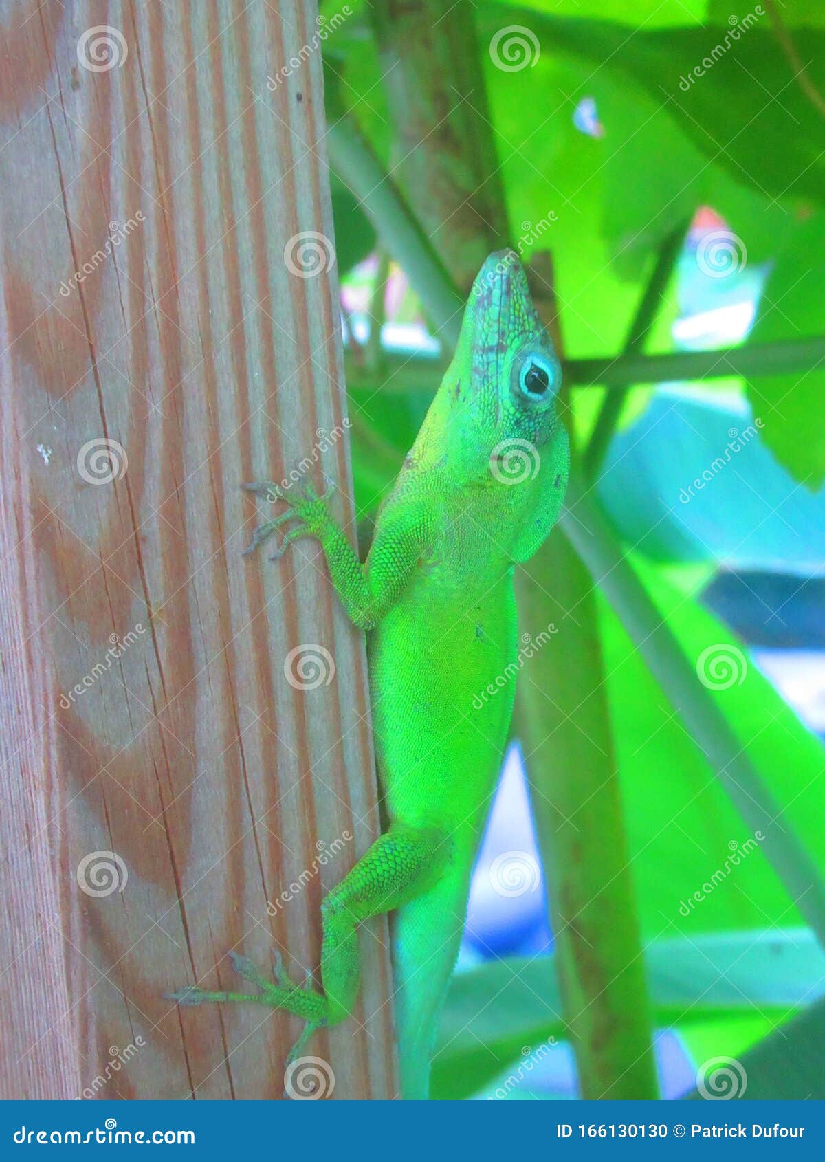 A Green Lizards with Blue Head Stock Photo - Image of tail, beautiful ...