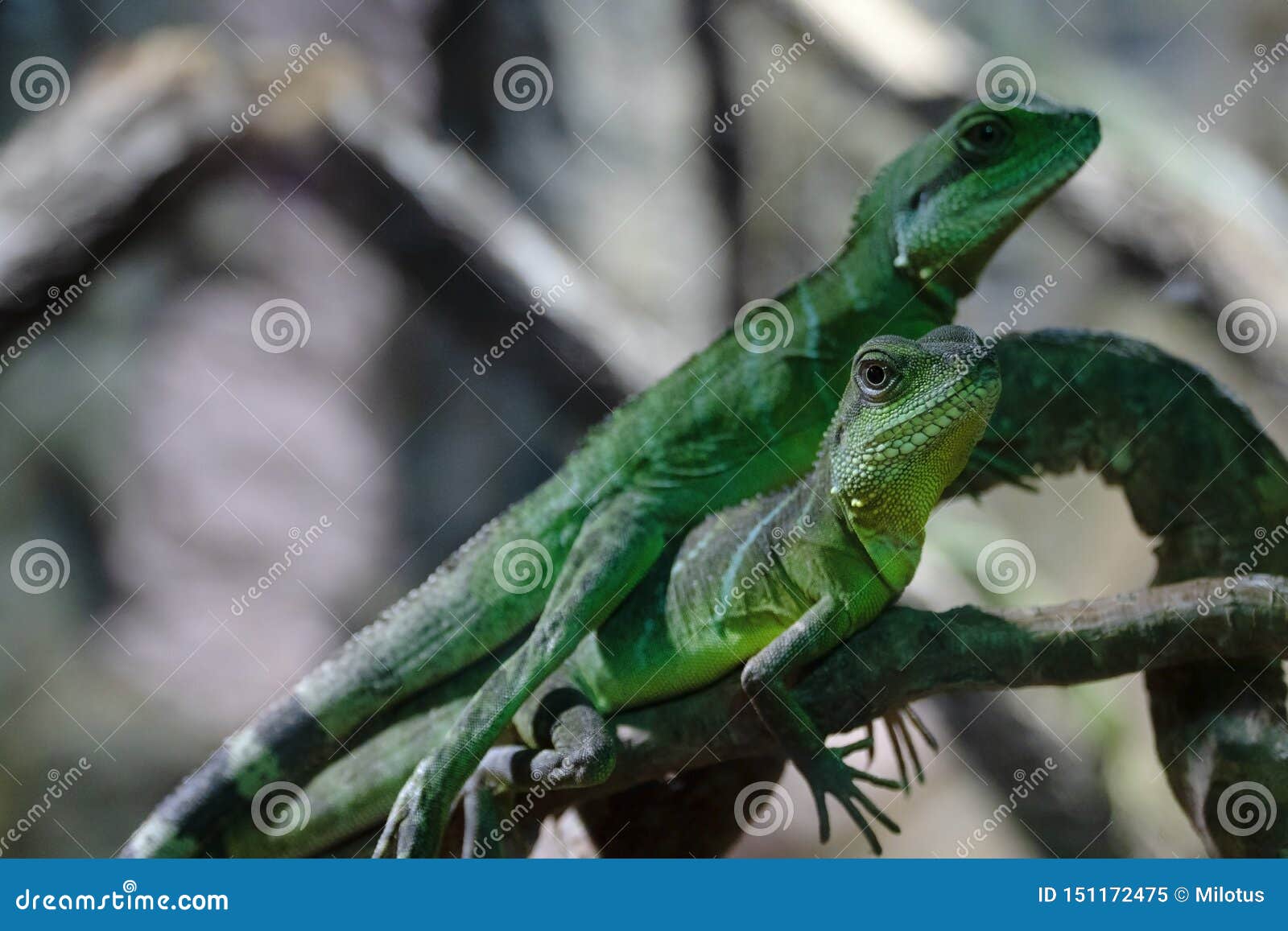 Green lizards are standing stock image. Image of outdoors - 151172475