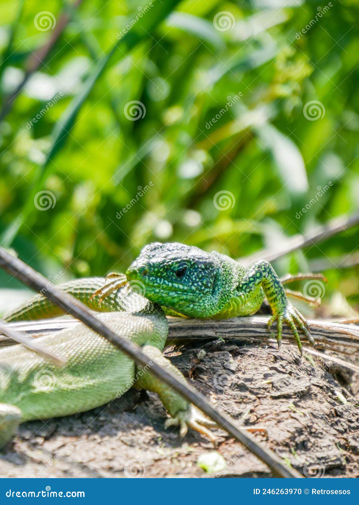Green Lizards in the Wlld Sun Bathing on a Rock in Daylight Stock Photo ...